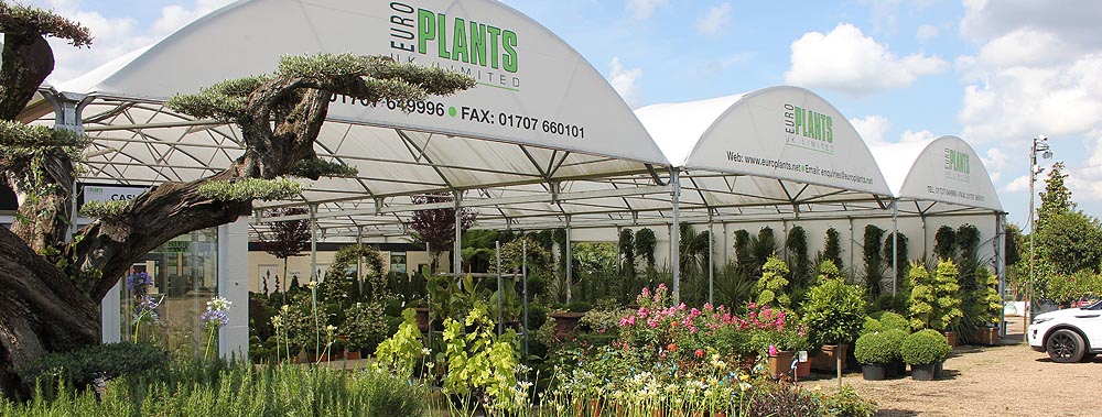 About Us | Europlants UK Ltd