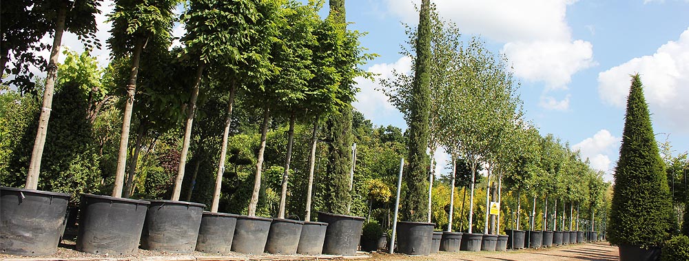 About Us | Europlants UK Ltd